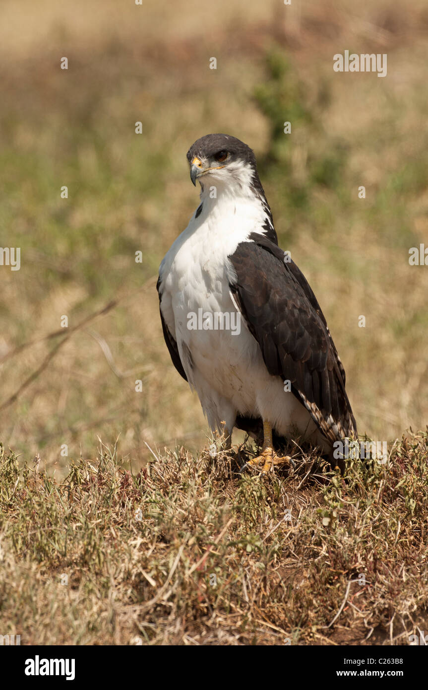 Back ground pictures hi-res stock photography and images - Alamy
