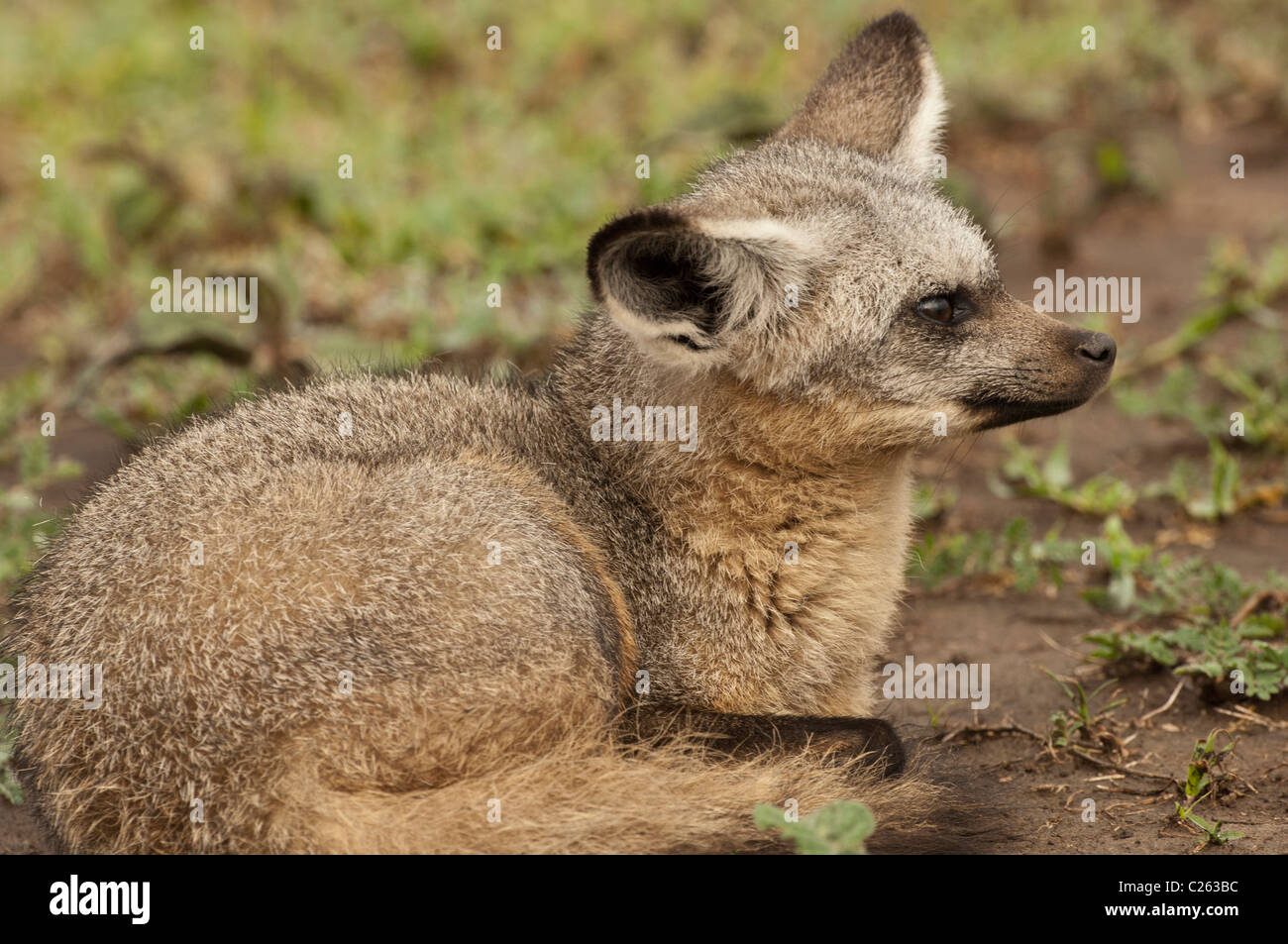 Curled ears hi-res stock photography and images - Alamy