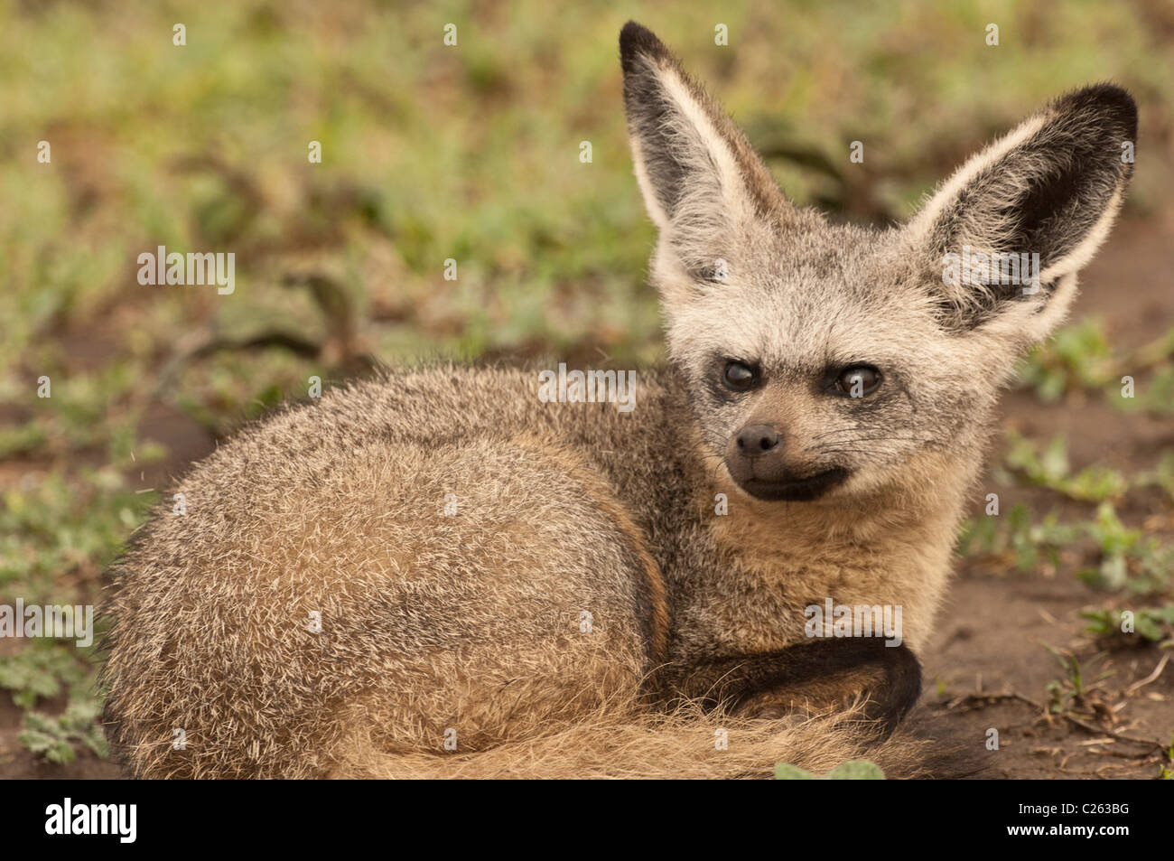 Stock photo closeup bat eared fox hi-res stock photography and images ...