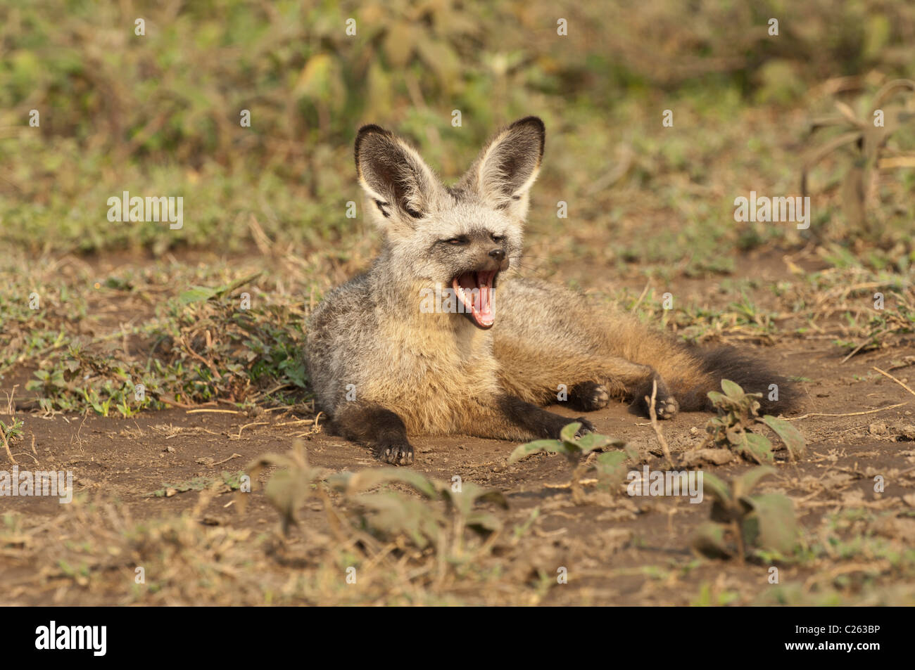 Stock photo of a bat-eared fox resting on the savanna of east africa ...
