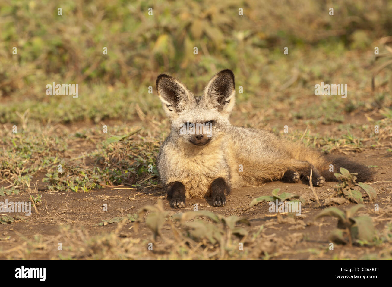 African savanna fox hi-res stock photography and images - Alamy