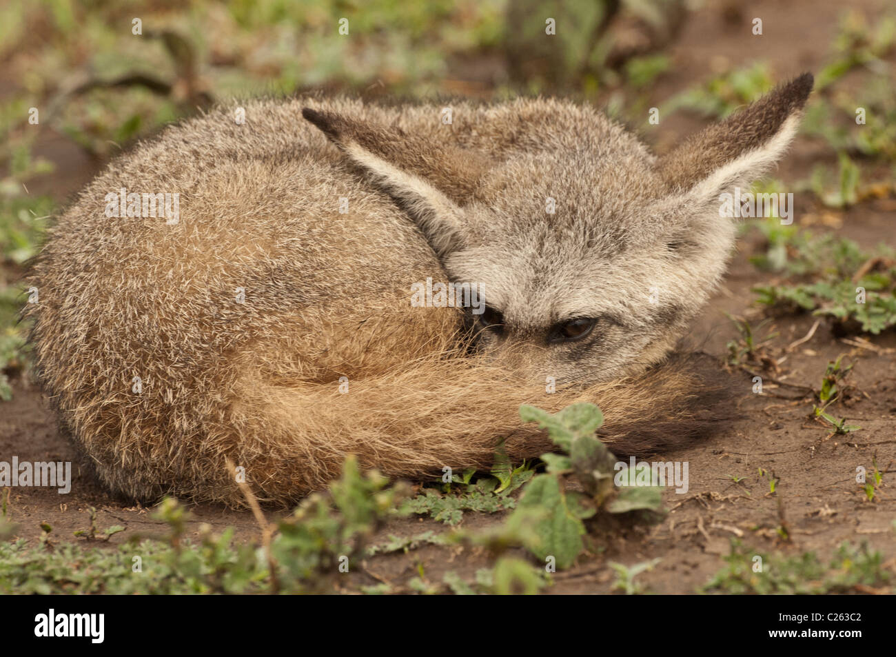 Cute fox curled tail hi-res stock photography and images - Alamy