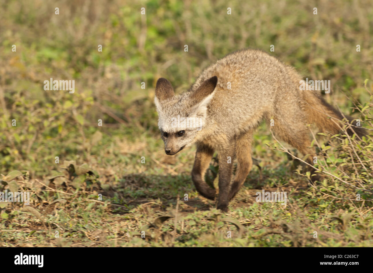 Bat eared fox walking hi-res stock photography and images - Alamy