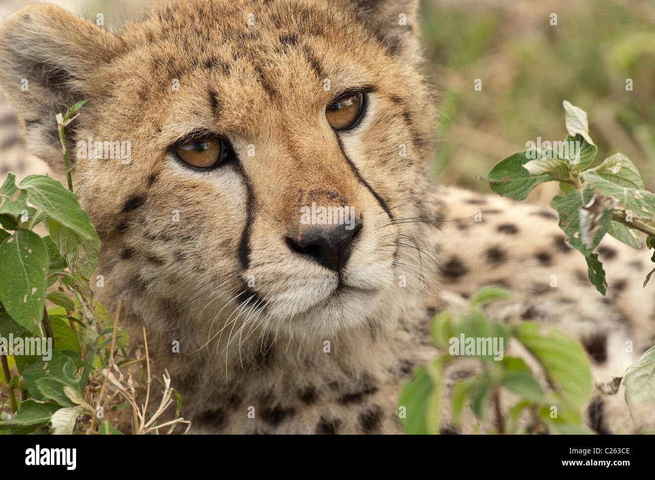 Cheetah face hi-res stock photography and images - Alamy