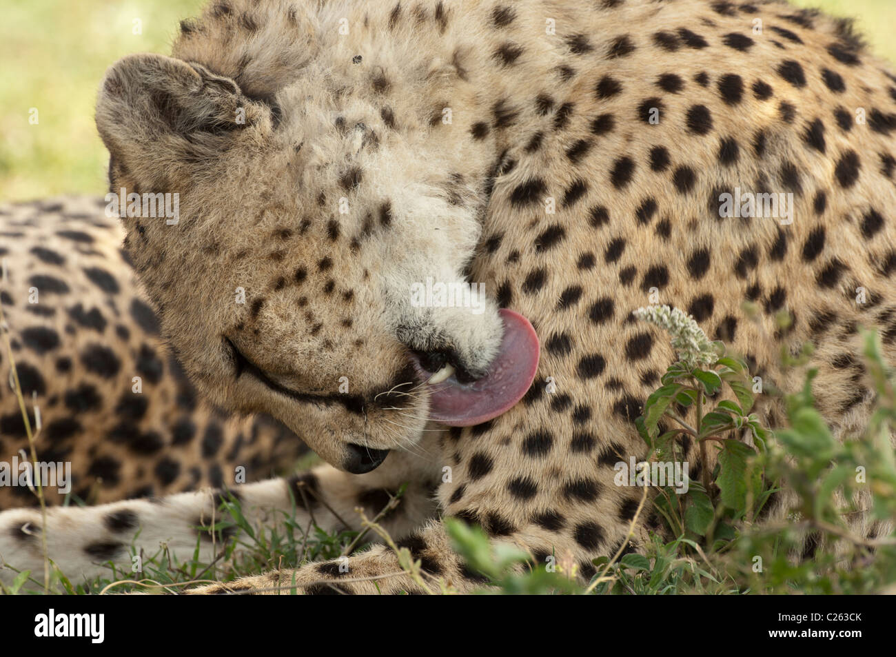 Stock photo cheetah grooming himself hi-res stock photography and ...