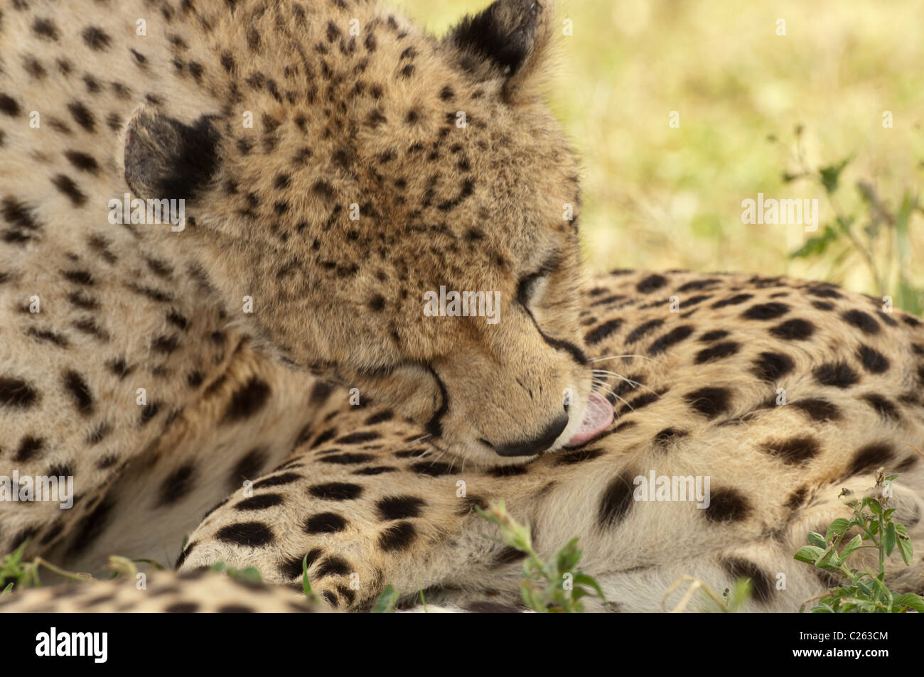 Stock photo of a cheetah grooming himself Stock Photo - Alamy