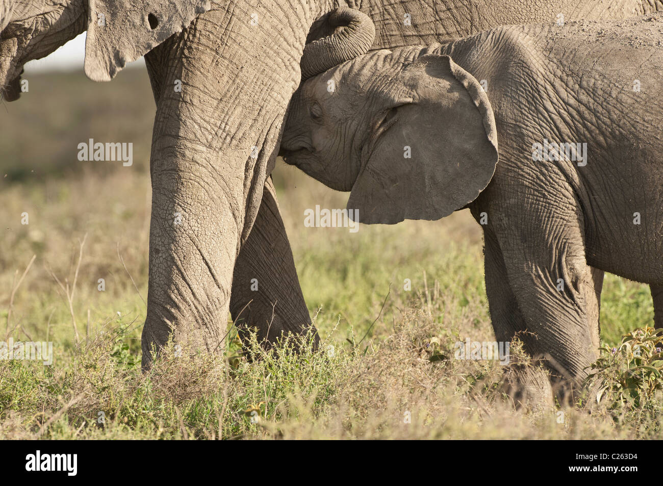 Stock photo of an elephant calf nursing Stock Photo - Alamy