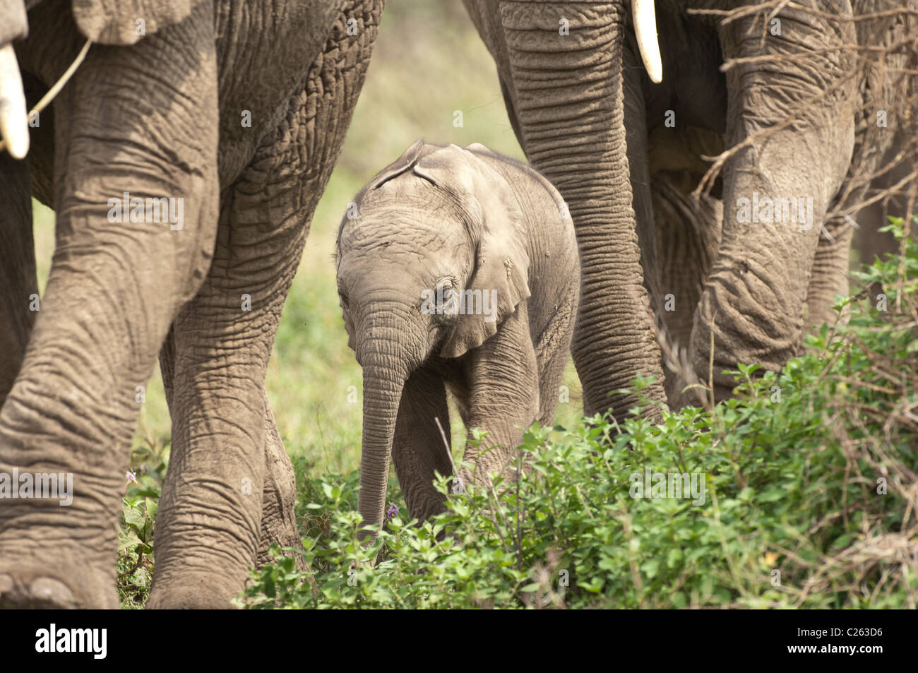 Baby elephant walking between legs hi-res stock photography and images ...