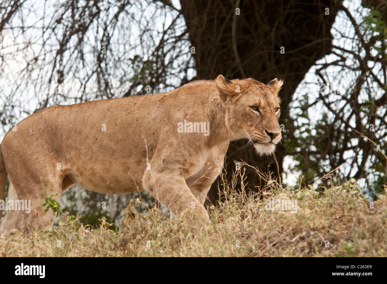 Stock photo of a lion walking past a tree on a ridge line Stock Photo ...