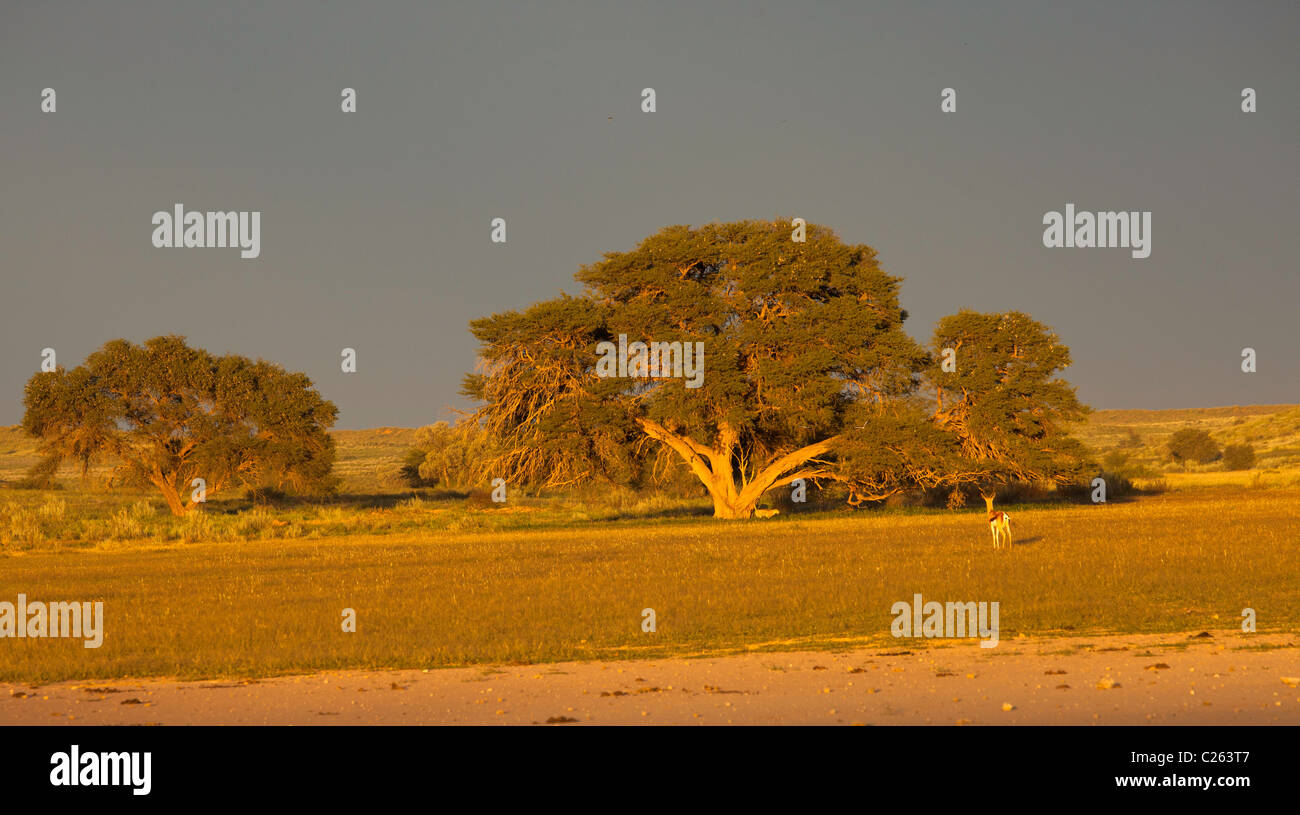 springbok watching leopard Stock Photo - Alamy