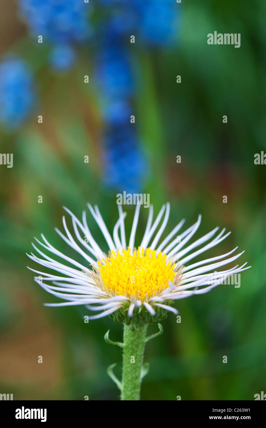 Townsendia Parryi flower. Parrys Townsend daisy Stock Photo - Alamy