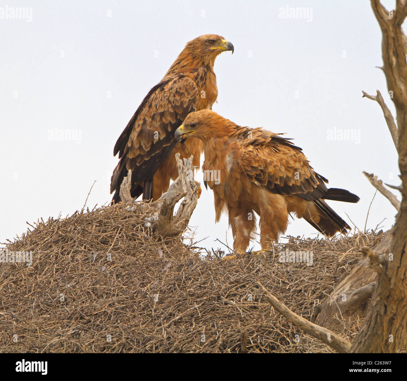 twany eagle pair Stock Photo - Alamy
