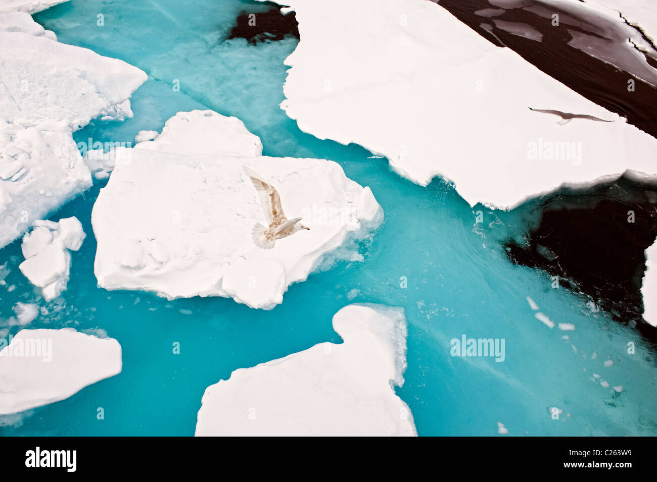 Svalbard flying kittiwake hi-res stock photography and images - Alamy