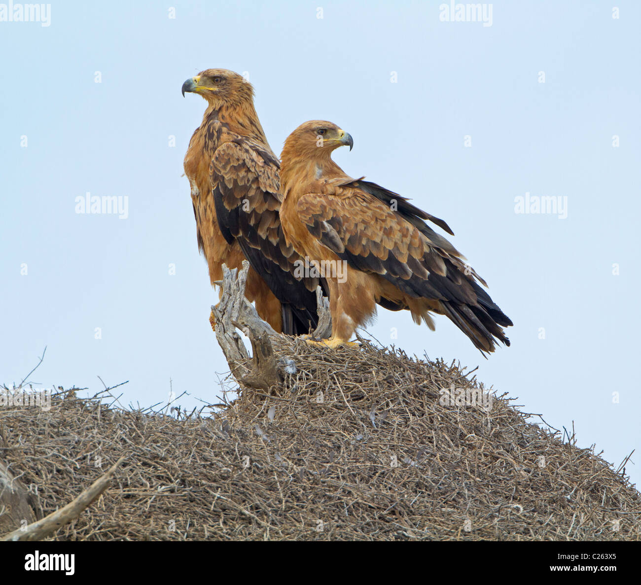 twany eagle pair Stock Photo - Alamy