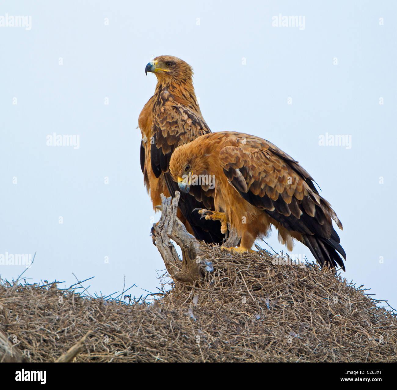 Eagle pair hi-res stock photography and images - Alamy