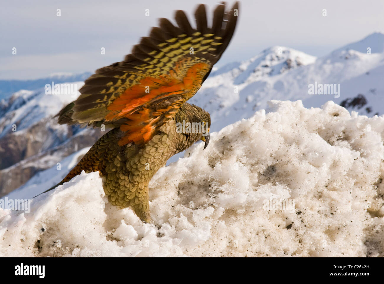 The New Zealand Kea parrot Nestor notabilis Stock Photo - Alamy