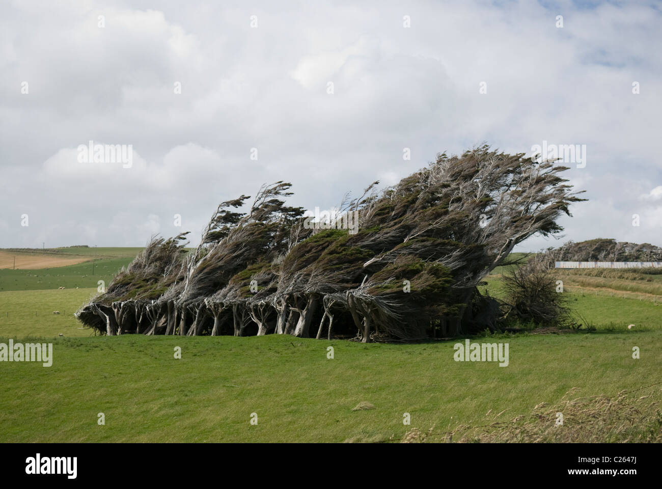 Windswept coastal trees at Slope Point in the Catlins region, South ...