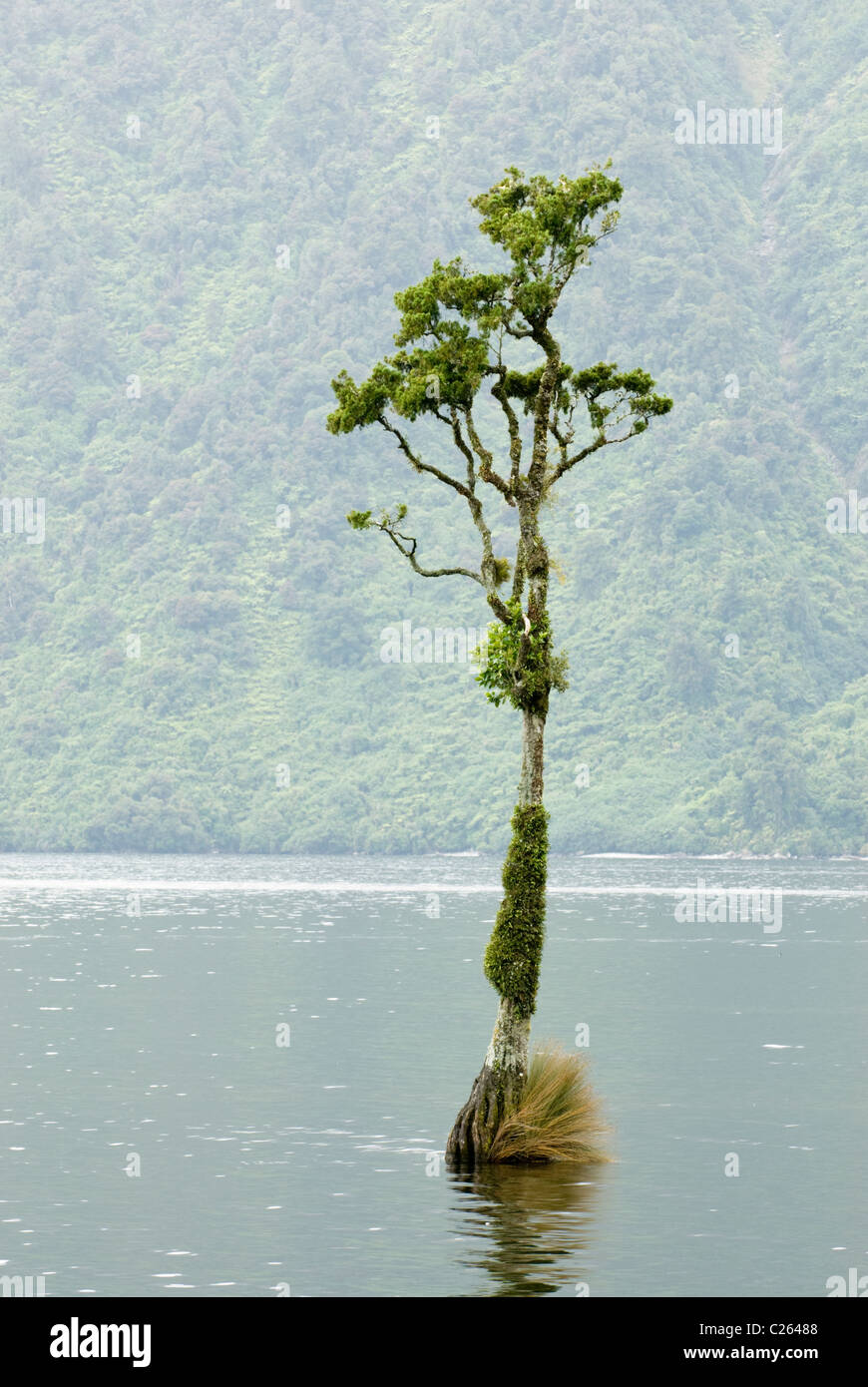 Drowned tree hi-res stock photography and images - Alamy