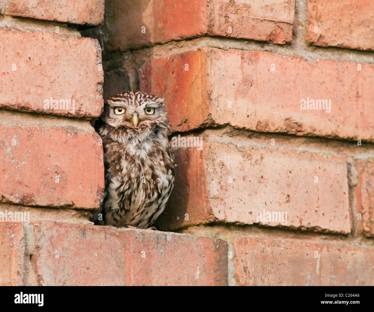 Red eyes of the owl hi-res stock photography and images - Alamy