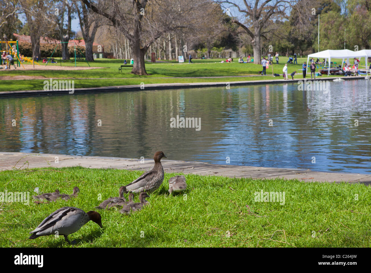 Rymill park adelaide hi-res stock photography and images - Alamy