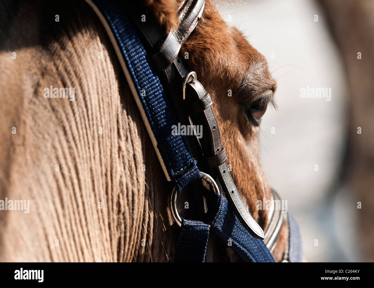 Horse close up hi-res stock photography and images - Alamy