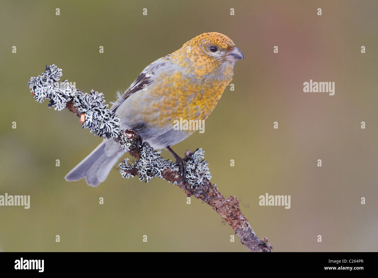 Lichen in the forest hi-res stock photography and images - Alamy