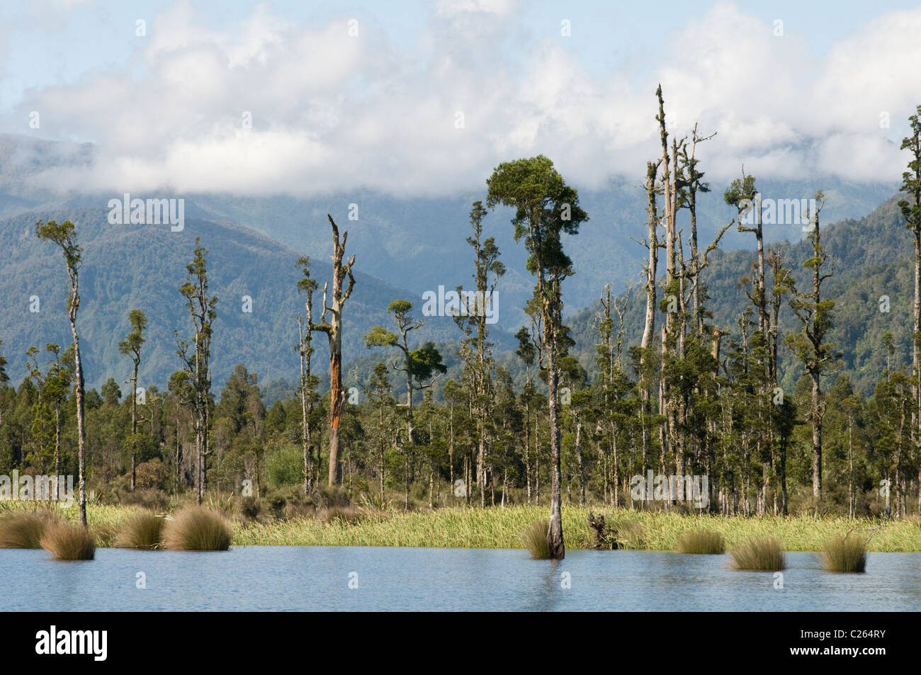 Kahikatea trees at the margins of Lake Brunner, South Island of New ...