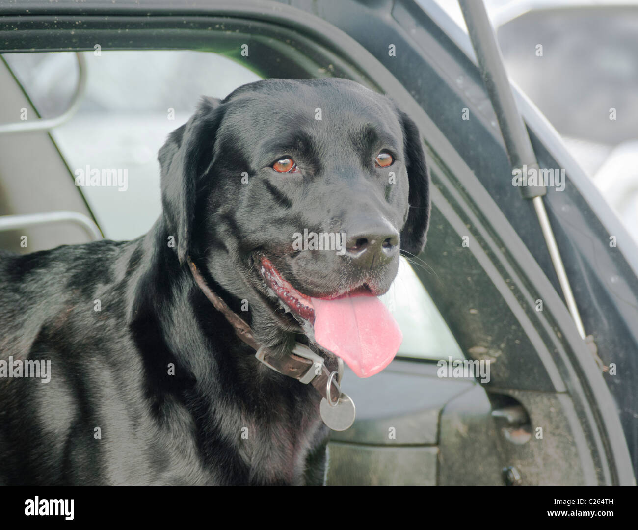 Lab dog sitting and looking back hi-res stock photography and images ...