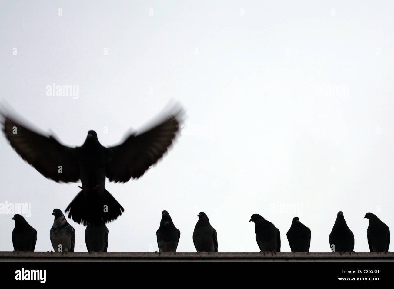 9 birds hi-res stock photography and images - Alamy