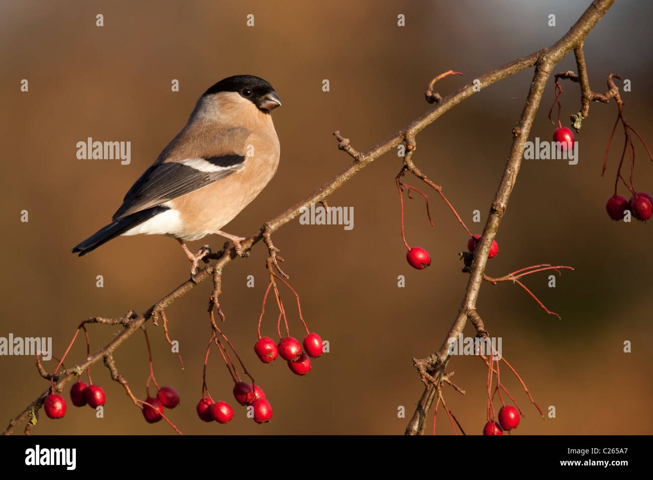 Female bullfinch hi-res stock photography and images - Alamy