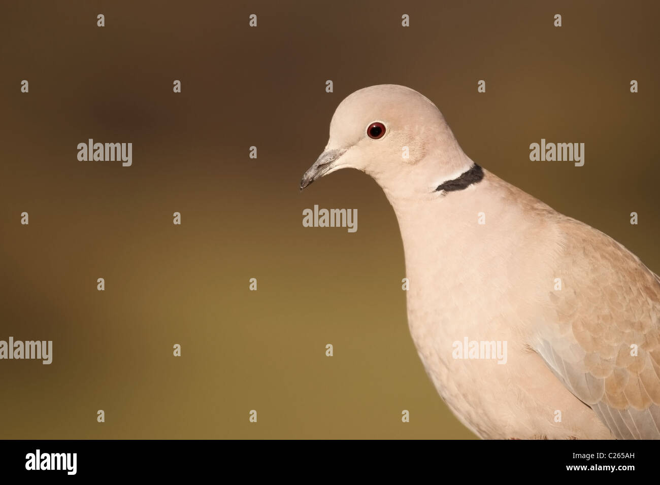 Collard dove bird hi-res stock photography and images - Alamy