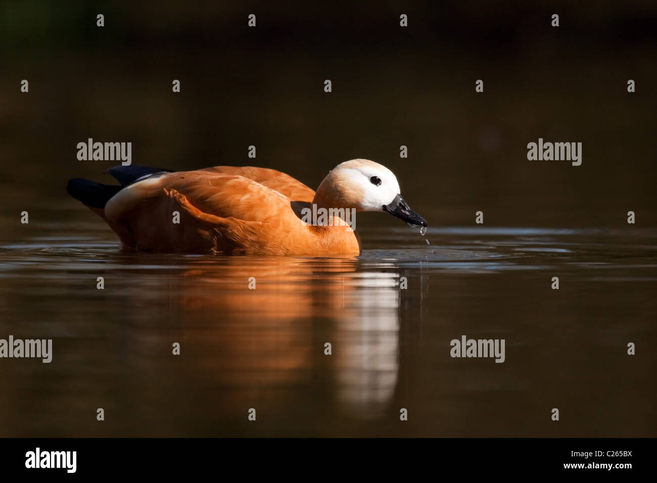 Michael ruddy hi-res stock photography and images - Alamy