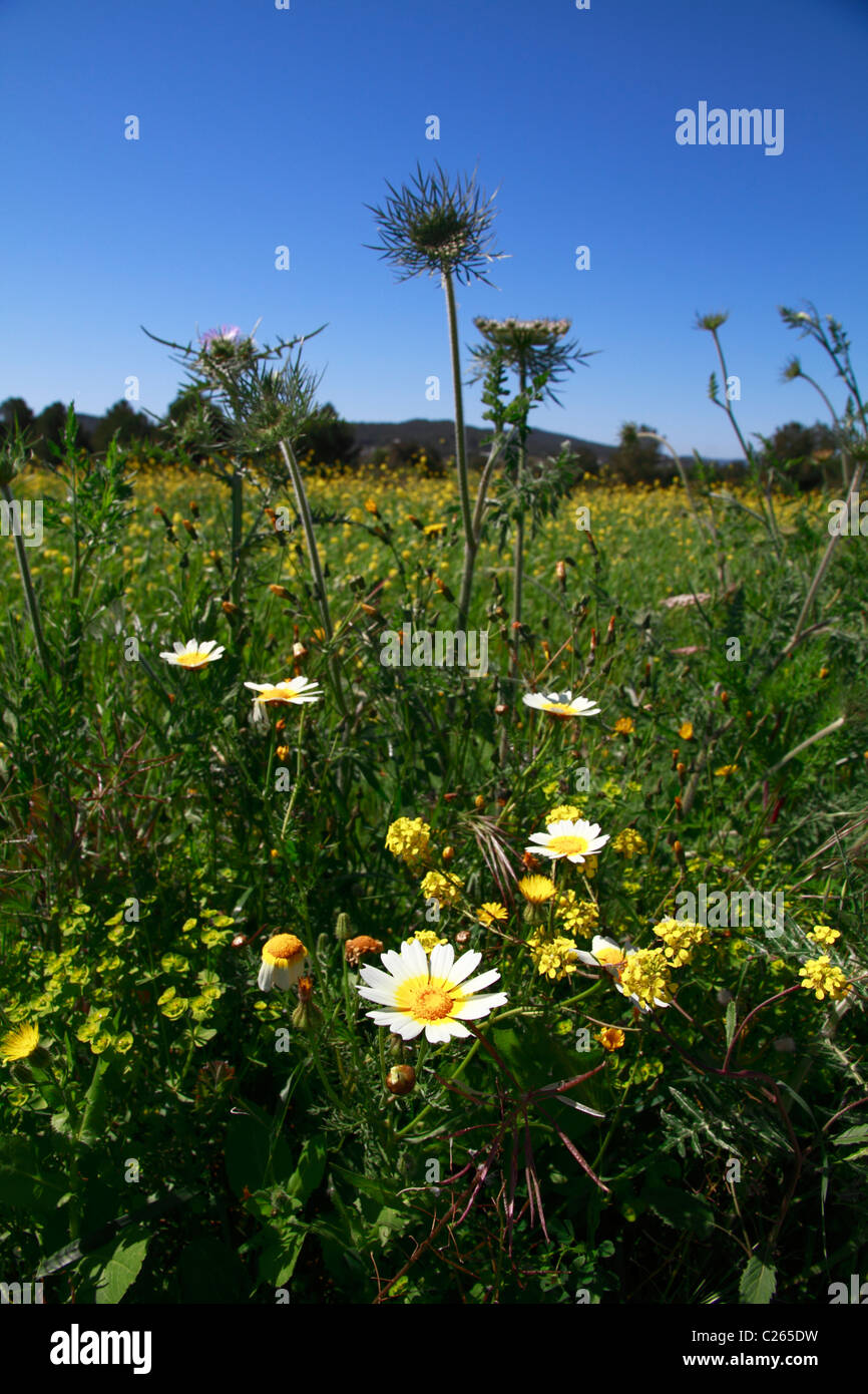 Wildflower field, general view Stock Photo - Alamy