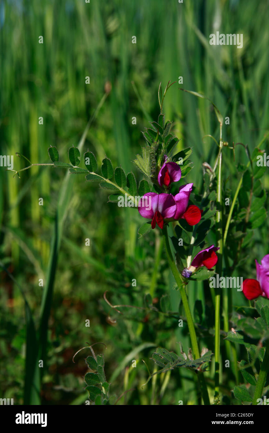 Wild pea in bloom hi-res stock photography and images - Alamy