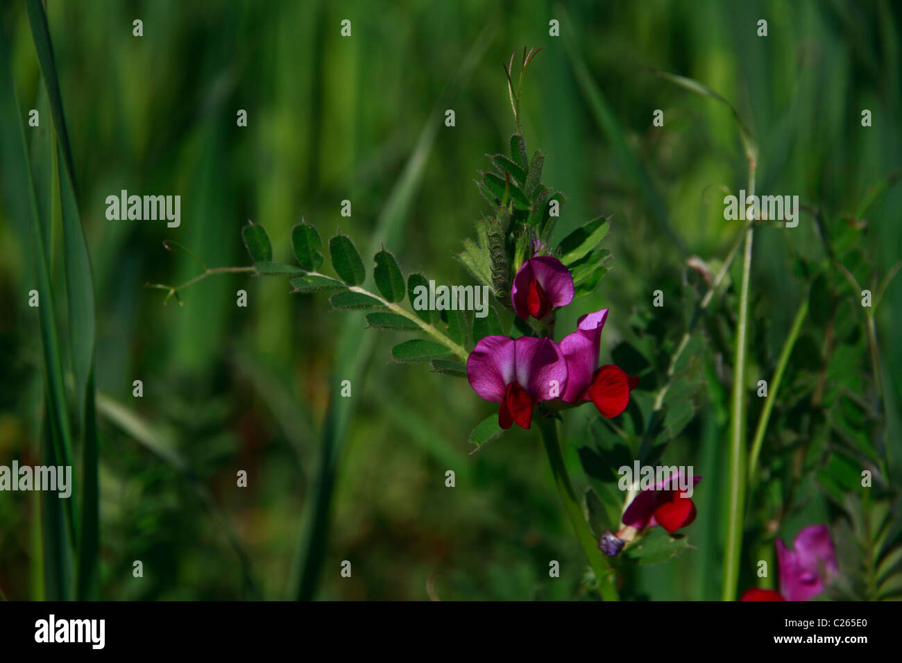 wild pea in bloom Stock Photo - Alamy