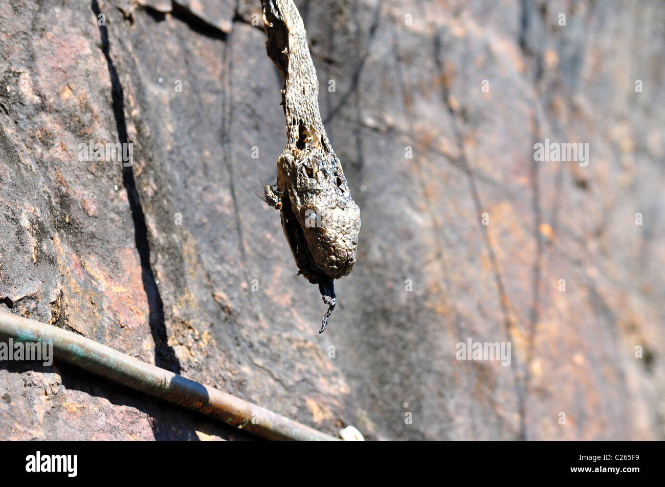 Dead snake hi-res stock photography and images - Alamy