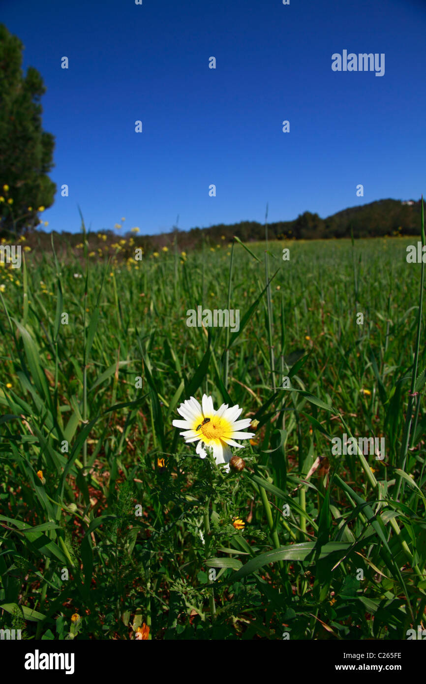 Wildflower field, general view Stock Photo - Alamy