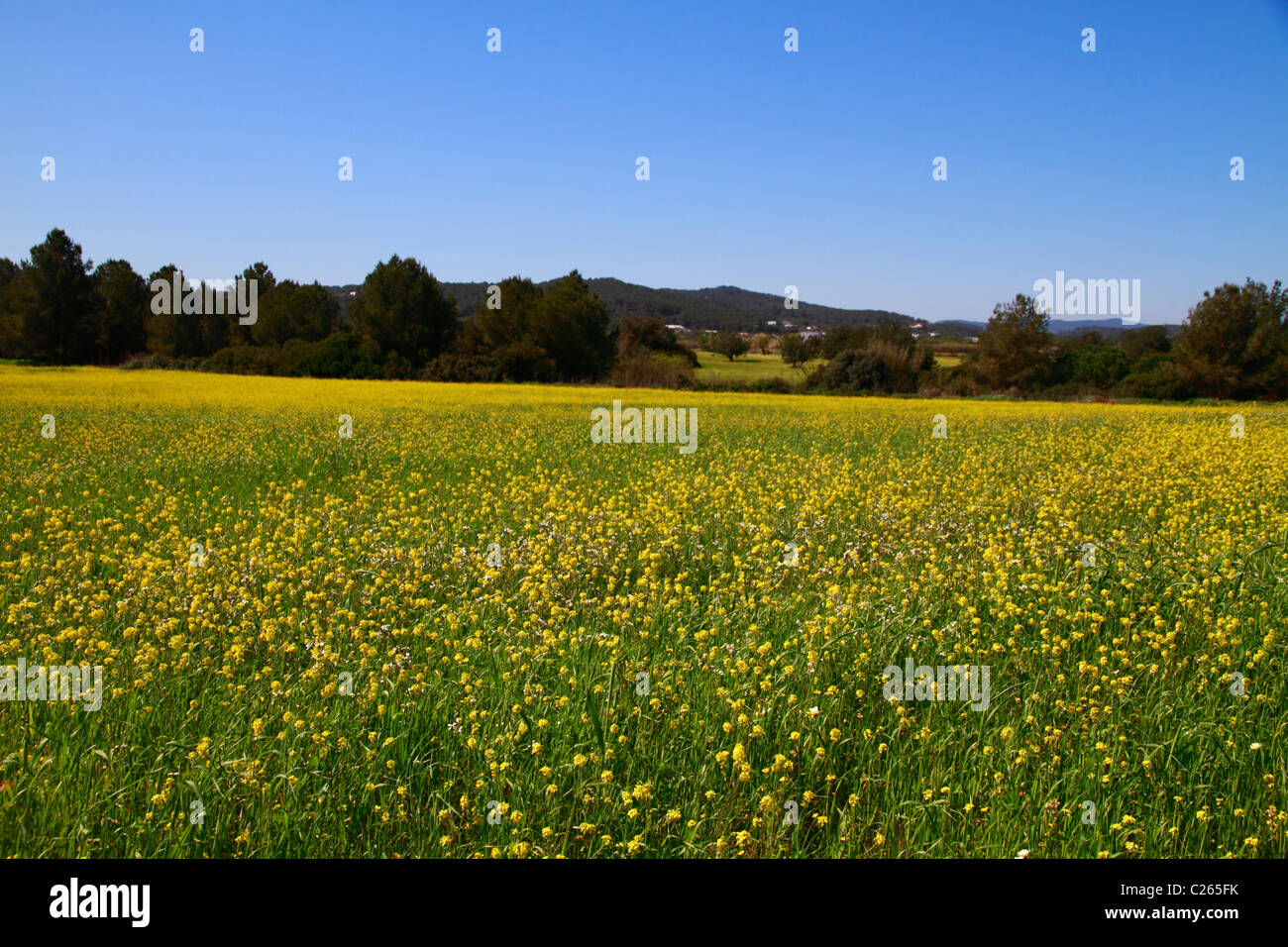 Wildflower field, general view Stock Photo - Alamy