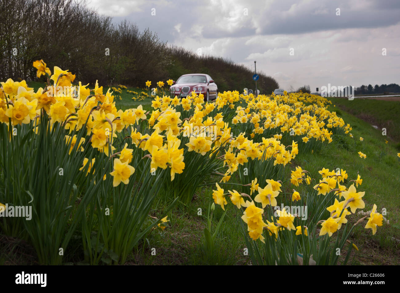 Roadside daffodils hi-res stock photography and images - Alamy