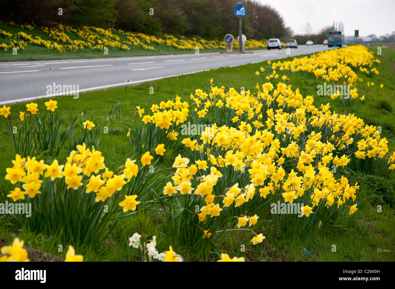 Roadside daffodils hi-res stock photography and images - Alamy