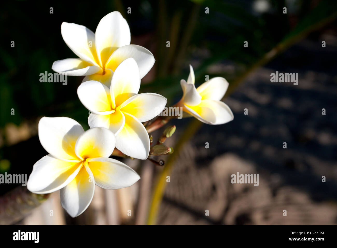 Monoi hi-res stock photography and images - Alamy