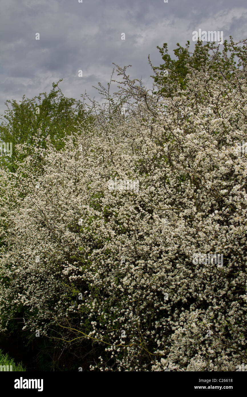 Blackthorn tree hi-res stock photography and images - Alamy