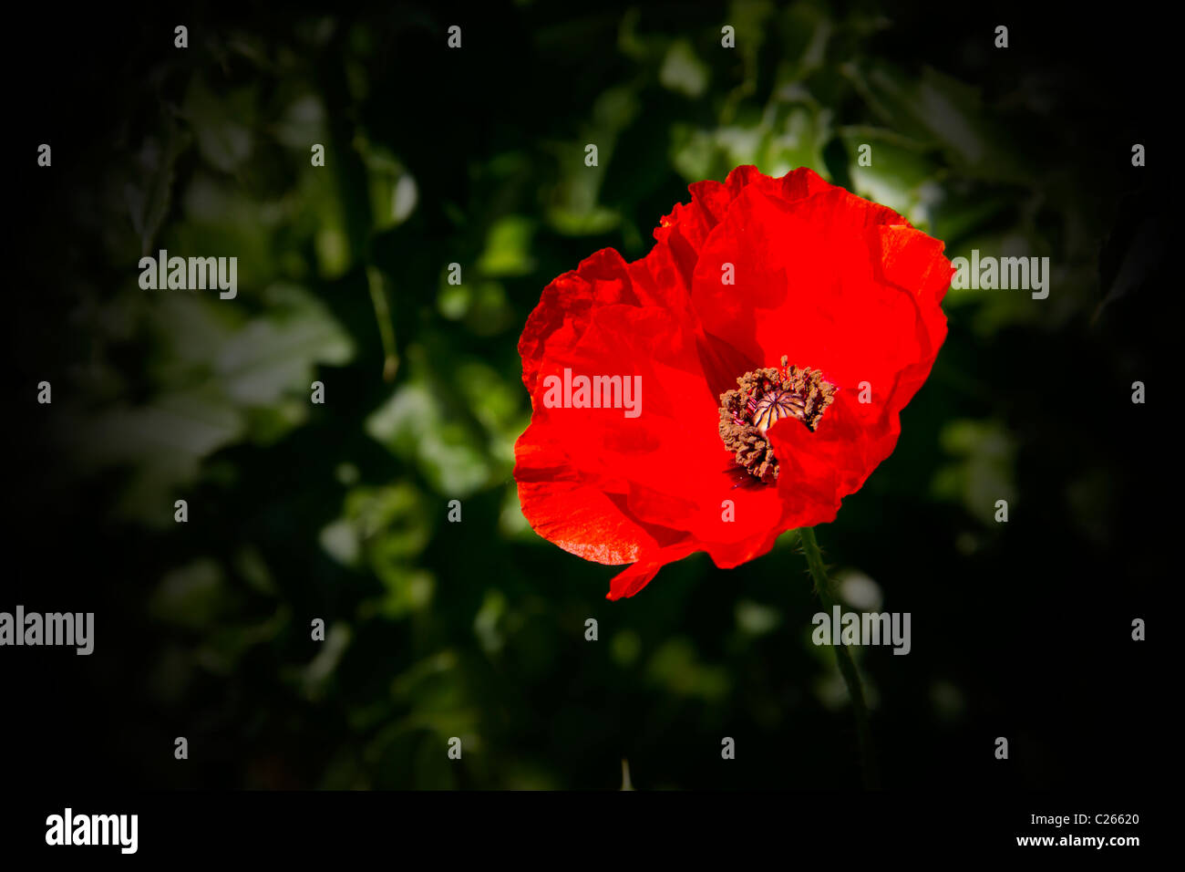 Peace poppy hi-res stock photography and images - Alamy