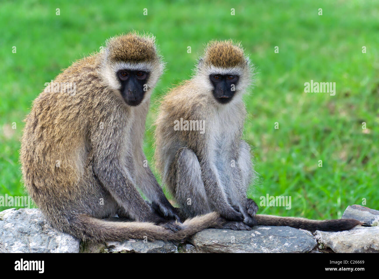 Two monkeys in the African savannah Stock Photo - Alamy
