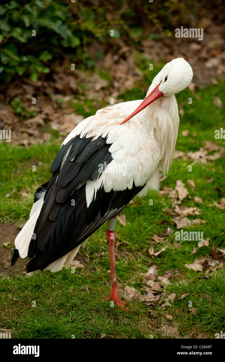 Stork on his nest in the zoo Stock Photo - Alamy