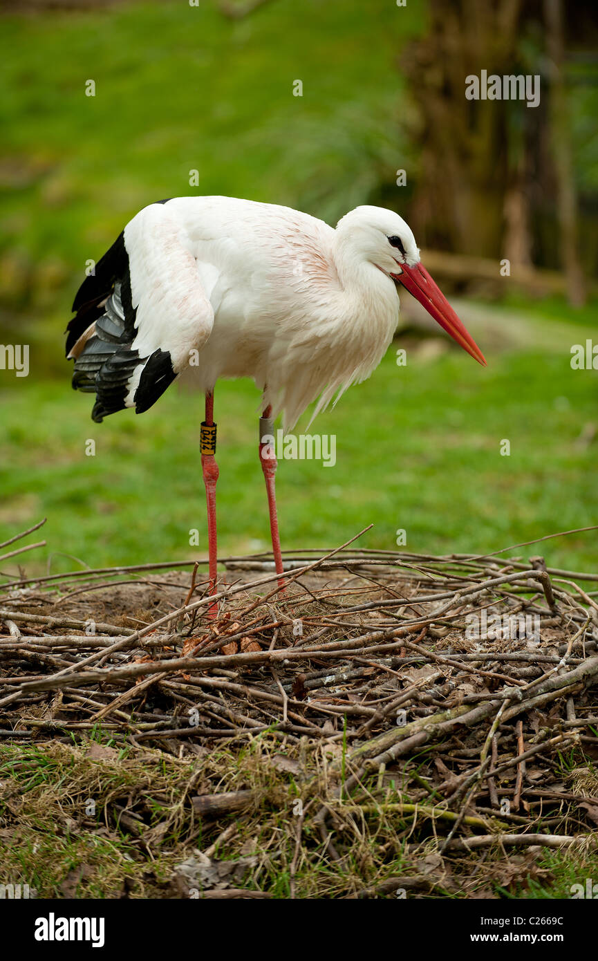 Stork on his nest in the zoo Stock Photo - Alamy