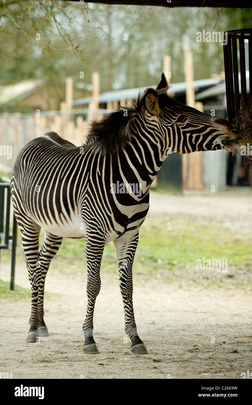 Hungry Zebra High Resolution Stock Photography and Images - Alamy