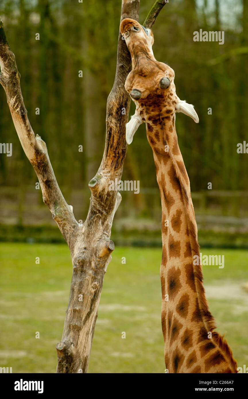 Giraffe eat tree hi-res stock photography and images - Alamy