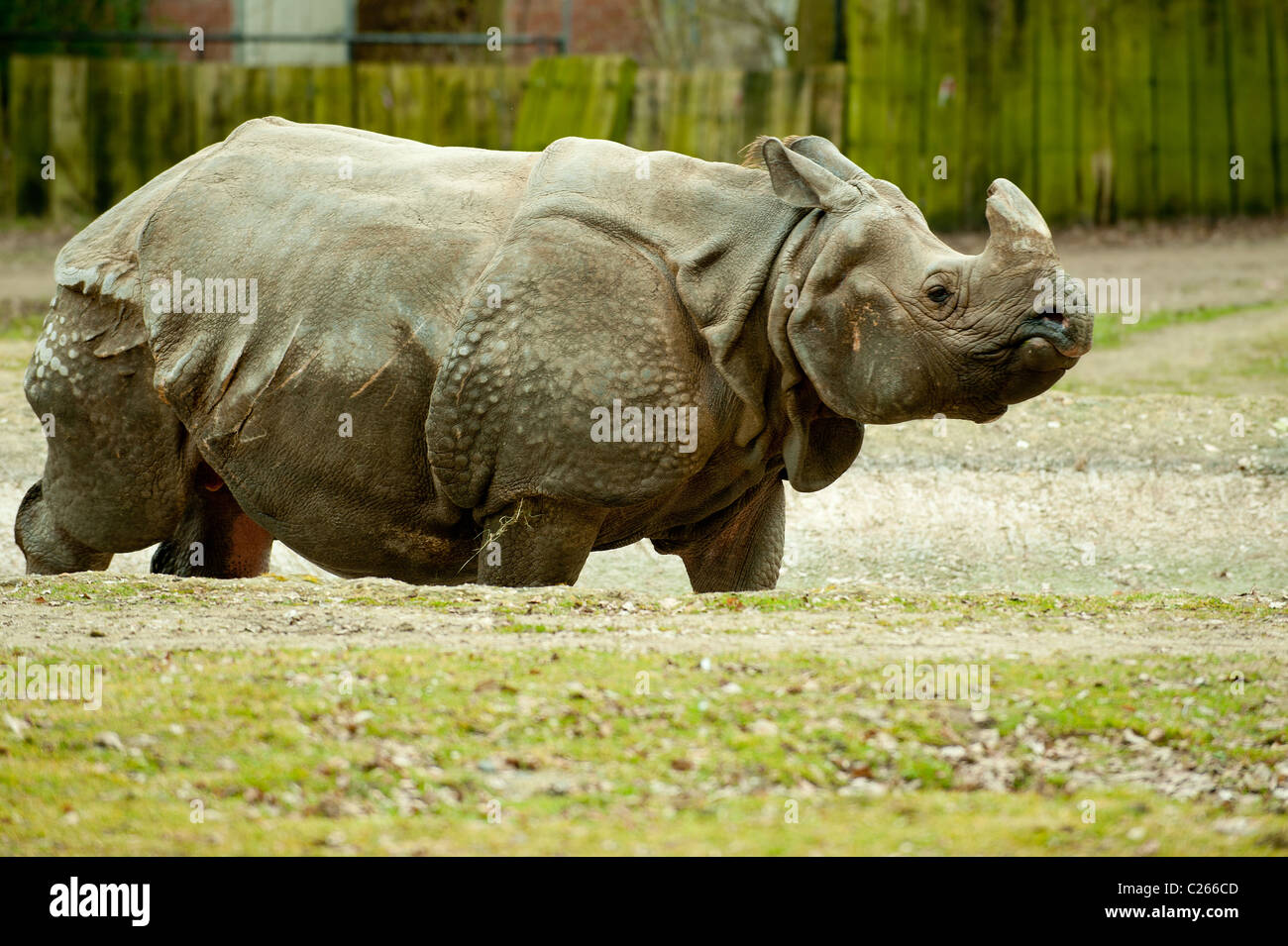 Giant rhino hi-res stock photography and images - Alamy