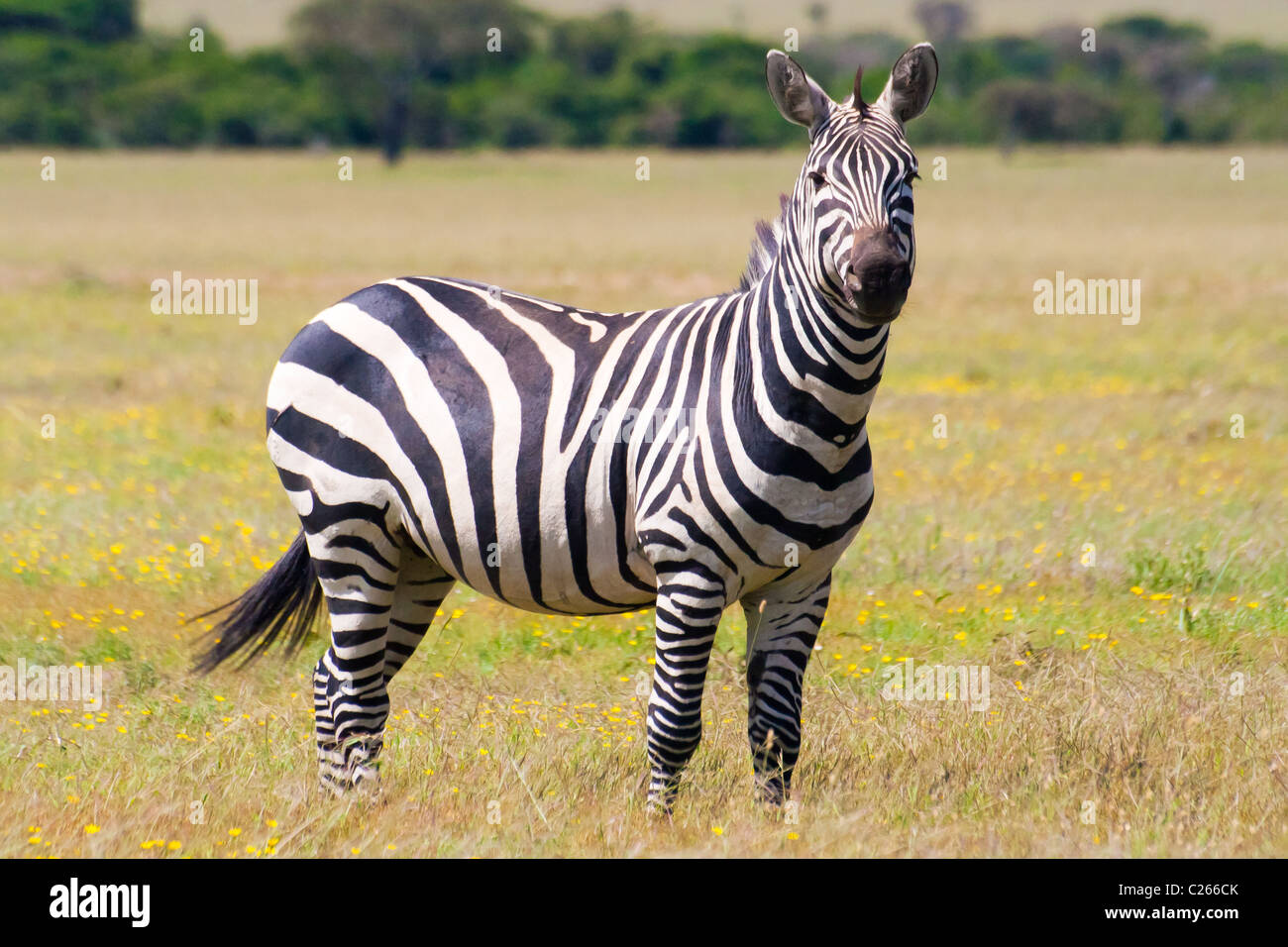Zebra in the african savannah Stock Photo - Alamy